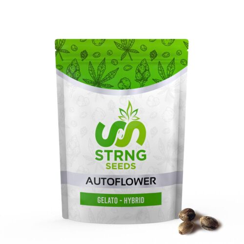 STRNG Seeds Gelato (THCA) - Weed.com