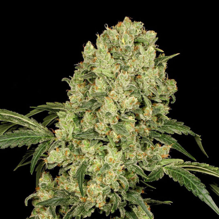 STRNG Seeds AK 47 Auto - Weed.com