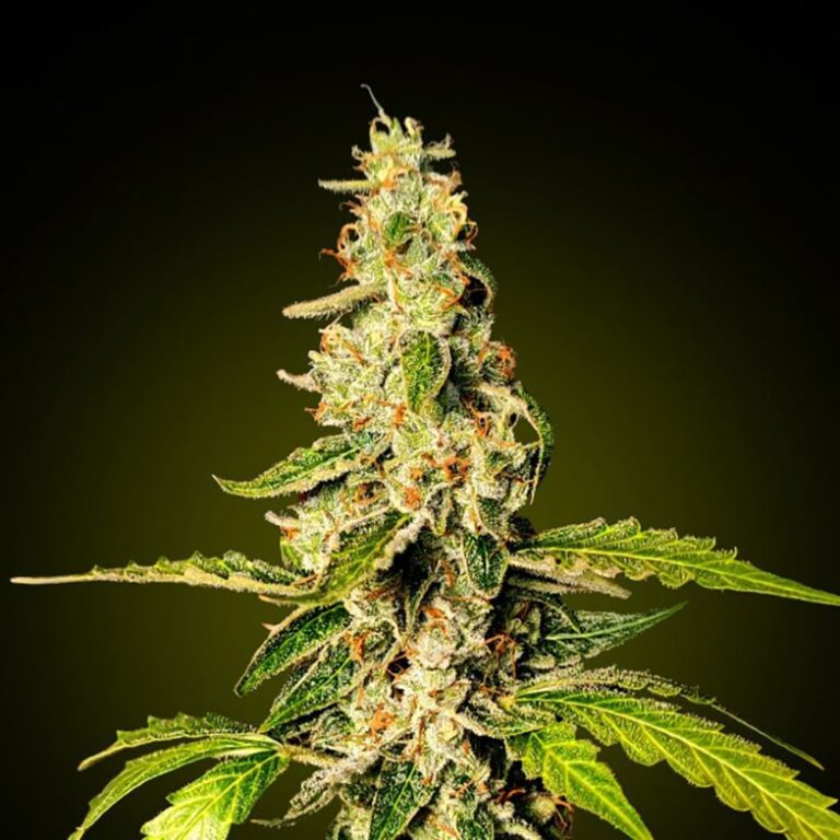 STRNG Seeds Banana Punch Auto - Weed.com