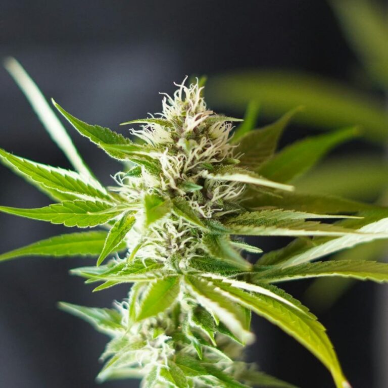 STRNG Seeds Blue Dream x Northern Lights Platinum Line - Weed.com