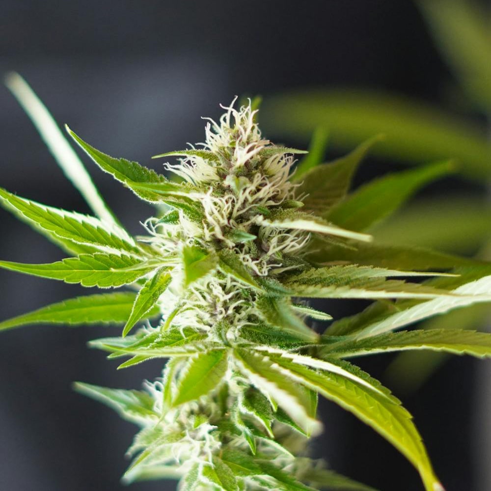STRNG Seeds Blue Dream x Northern Lights Platinum Line - Weed.com