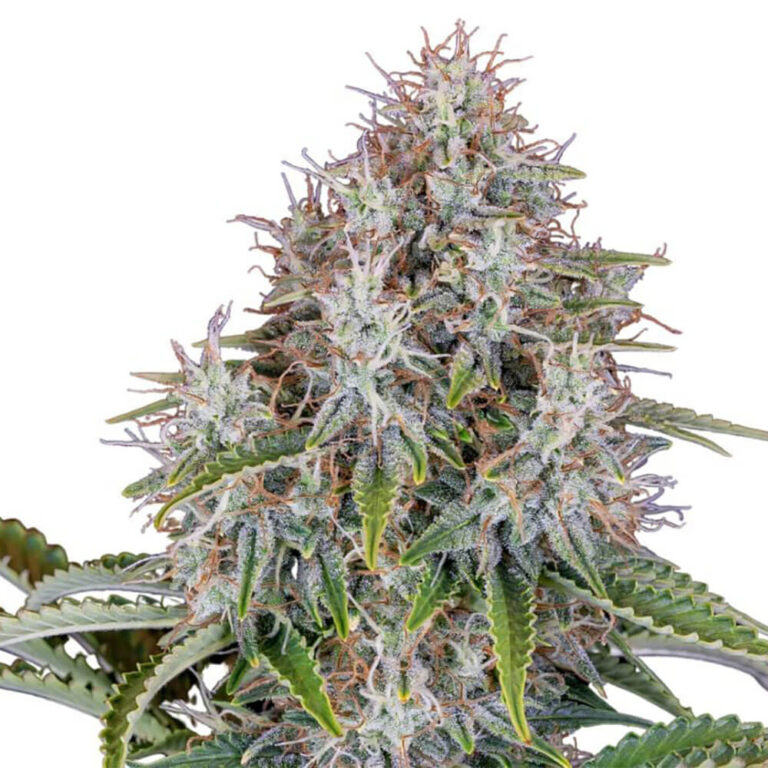 STRNG Seeds Blue Haze Auto - Weed.com
