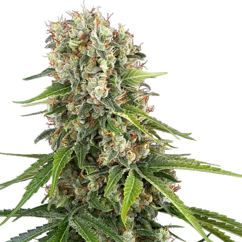 STRNG Seeds Blue Sunset Auto - Weed.com