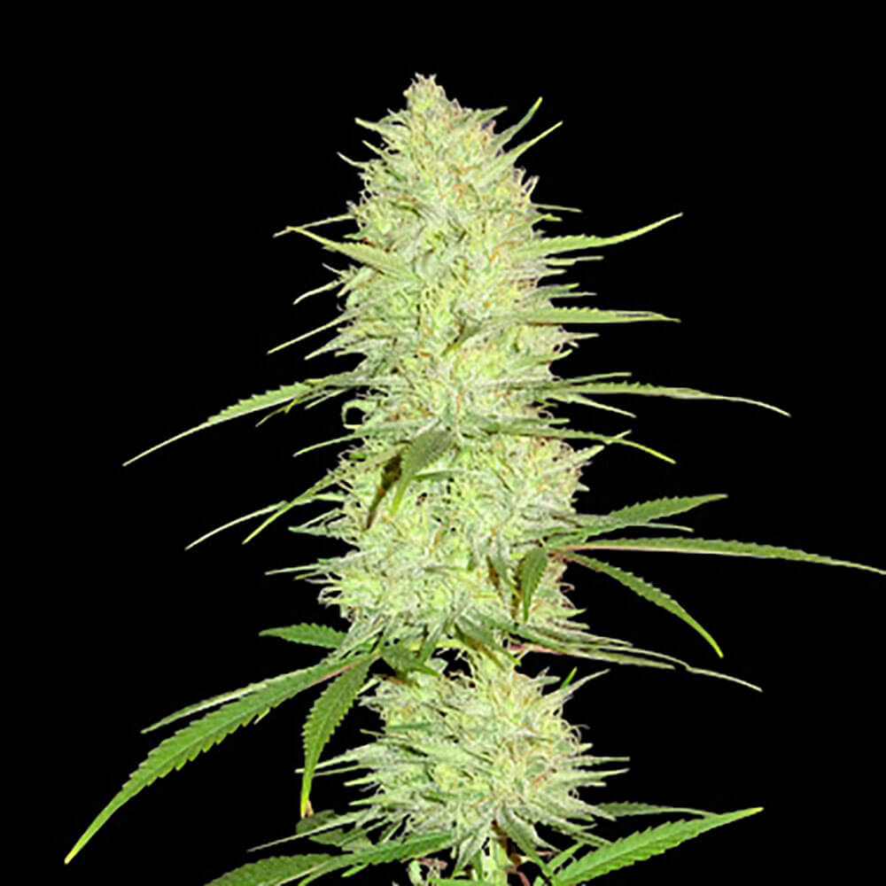 STRNG Seeds Cinderella 99 - Weed.com