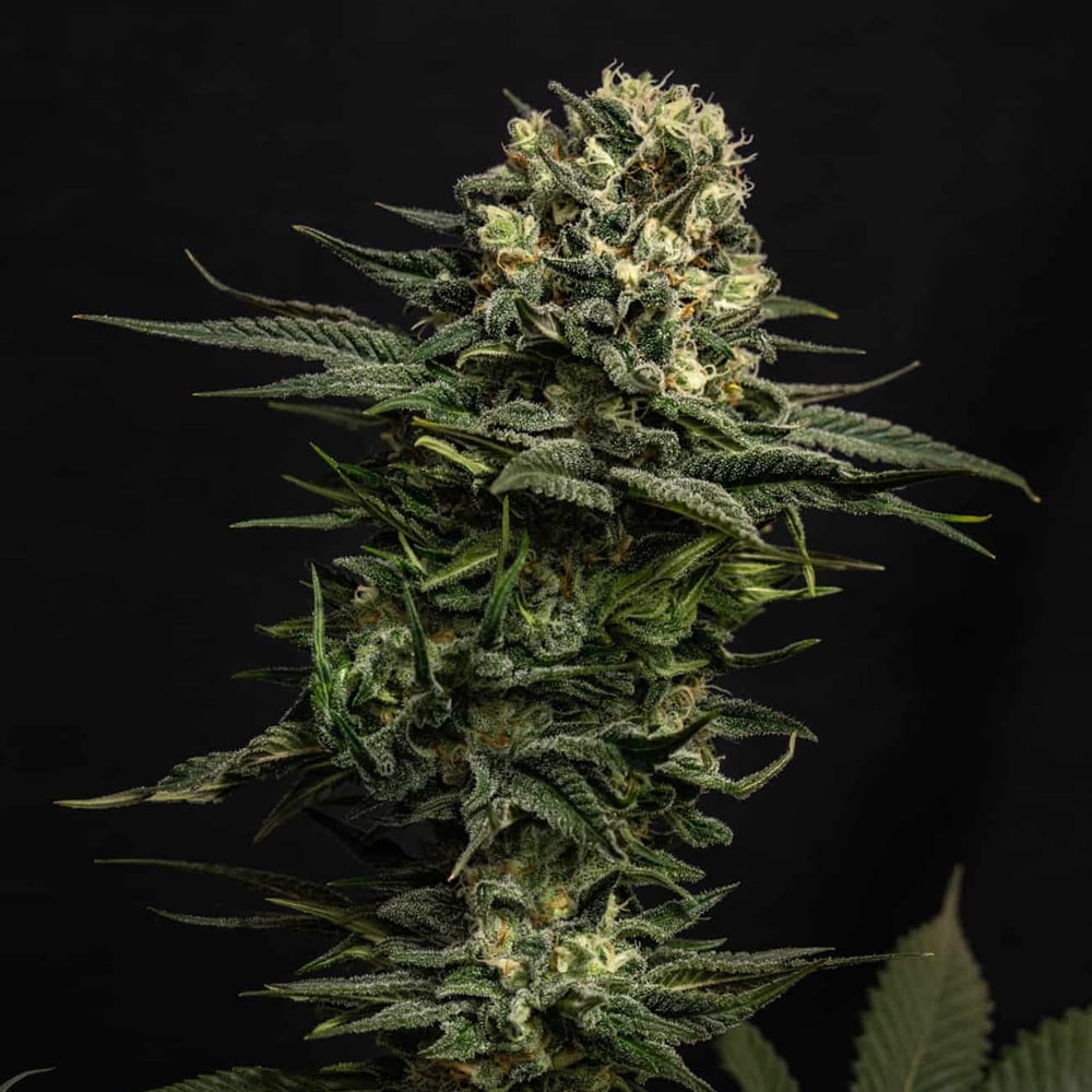 STRNG Seeds Cookie Frost - Weed.com