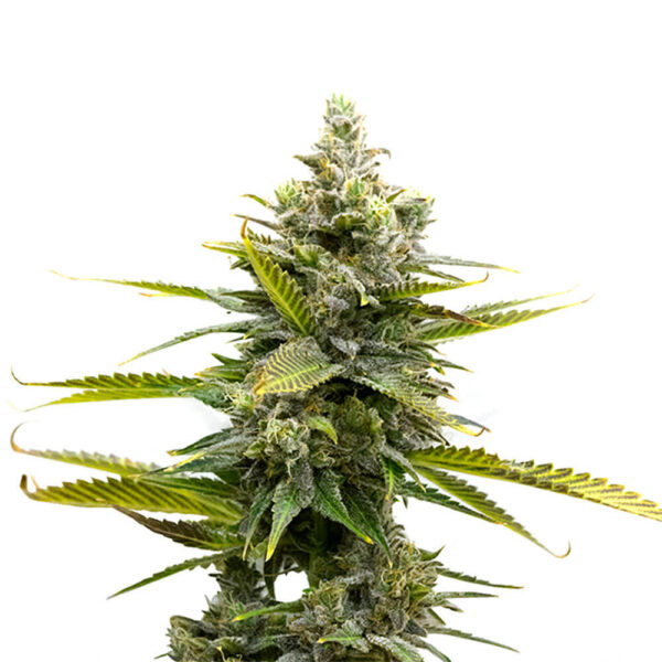STRNG Seeds Critical Mass Auto - Weed.com