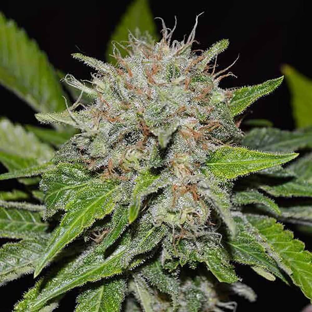 STRNG Seeds Deep Mandarine Auto - Weed.com