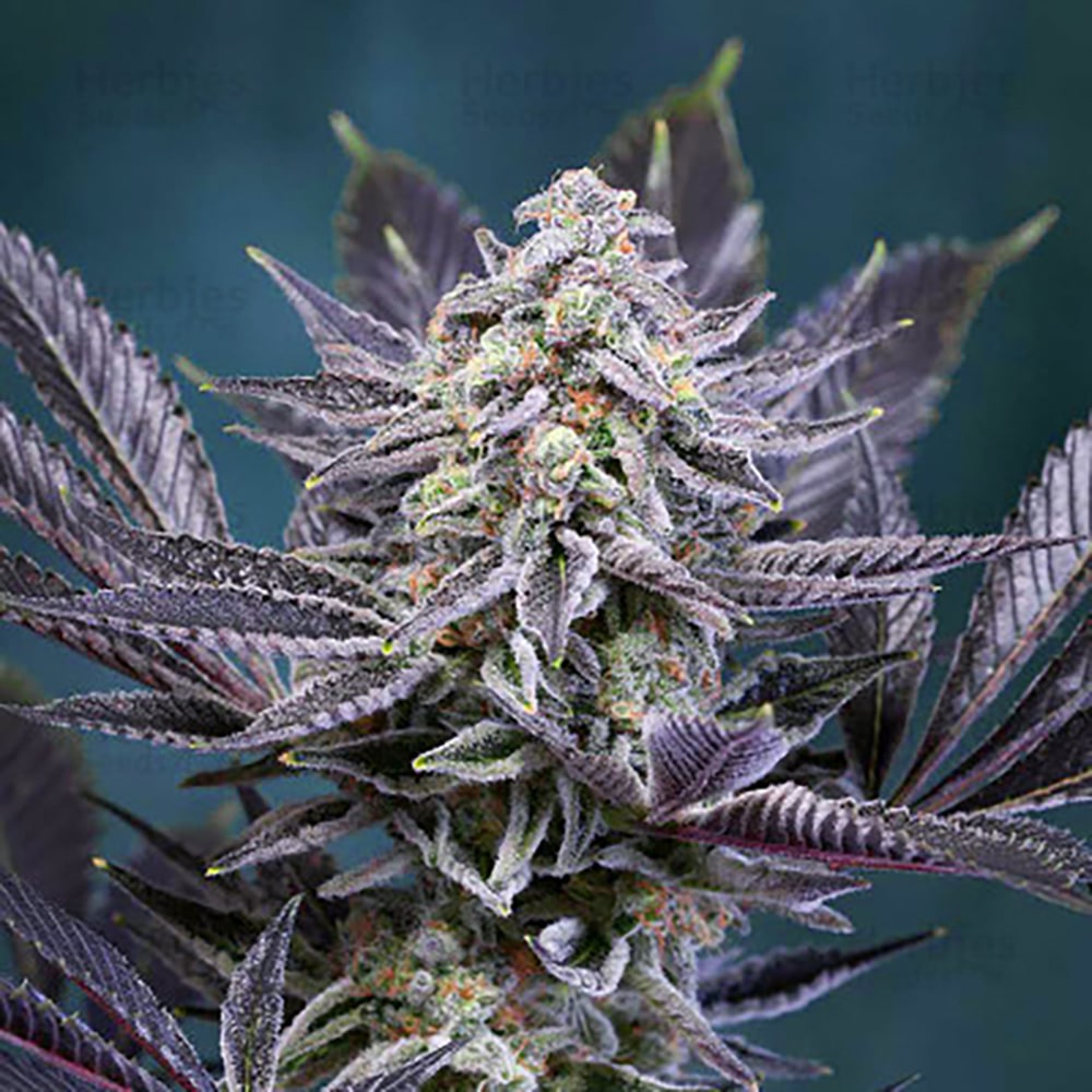 STRNG Seeds Deep Purple - Weed.com