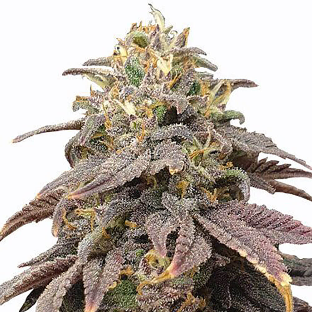 STRNG Seeds Forbidden Fruit Auto - Weed.com