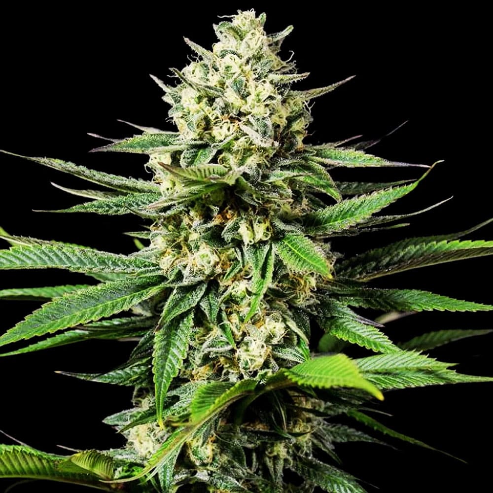 STRNG Seeds Ghost OG Auto - Weed.com