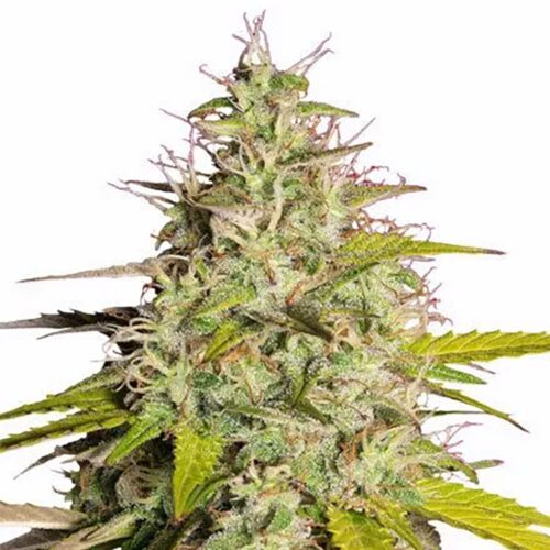 STRNG Seeds Girl Scout Cookies - Weed.com
