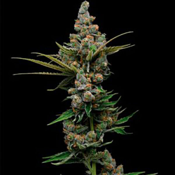 STRNG Seeds Golden Pineapple Auto - Weed.com