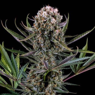 STRNG Seeds Italian Ice - Weed.com
