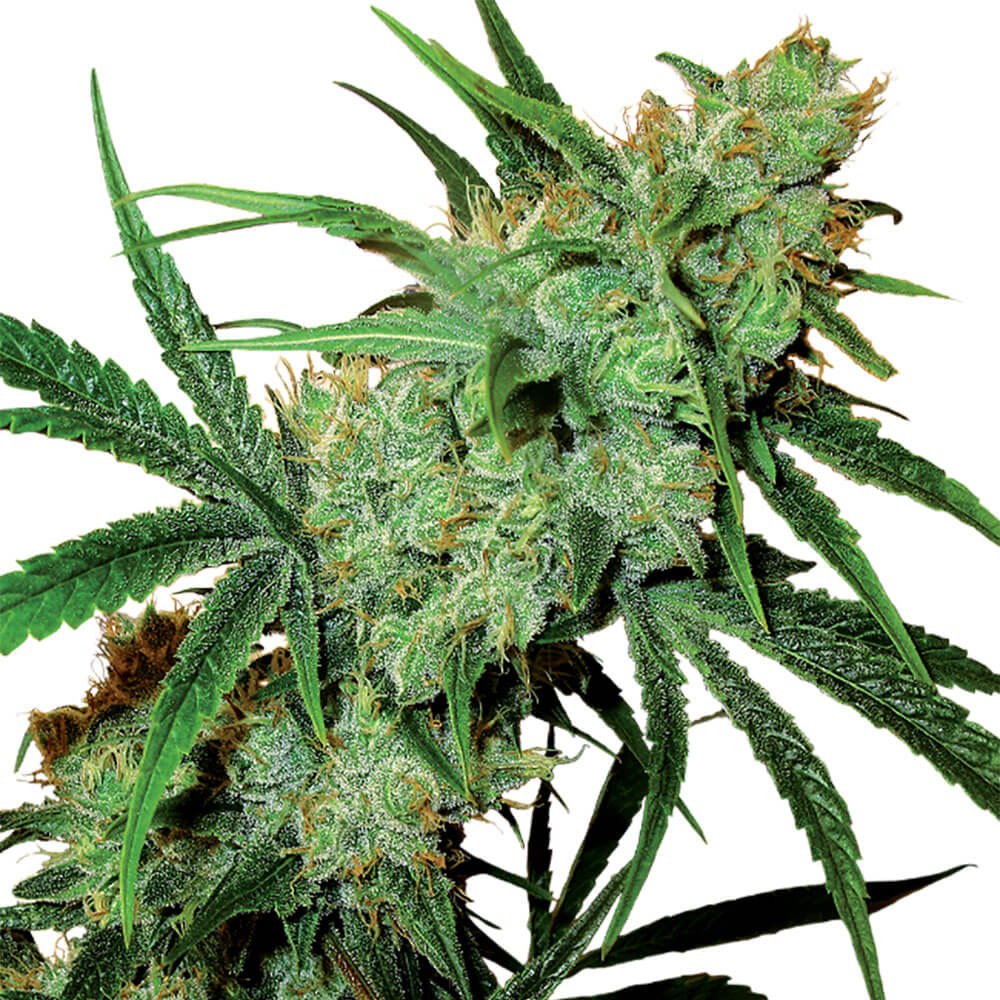 STRNG Seeds Juicy Fruit Auto - Weed.com
