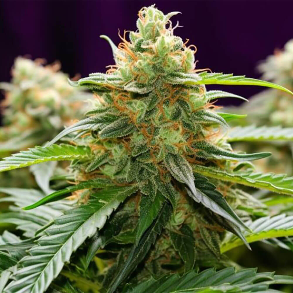 STRNG Seeds LA Kush - Weed.com
