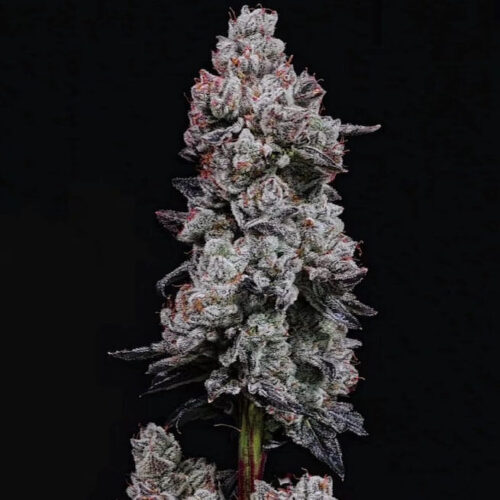 STRNG Seeds Lemon Cherry Gelato Auto (THCA) - Weed.com