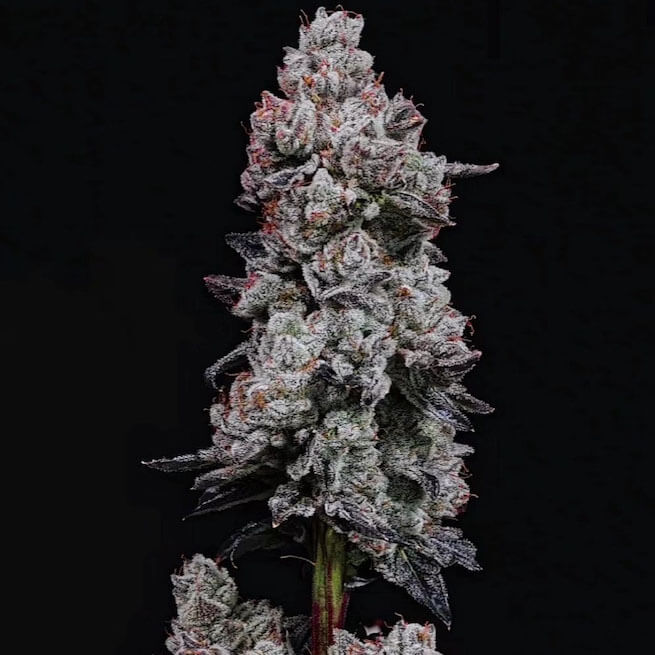 STRNG Seeds Lemon Cherry Gelato (THCA) - Weed.com