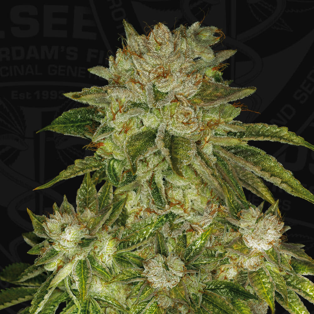 STRNG Seeds MK Ultra - Weed.com