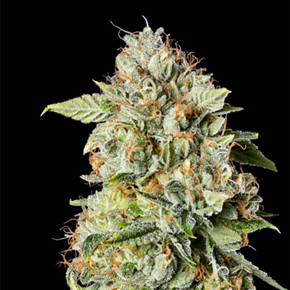 STRNG Seeds OG Kush - Weed.com