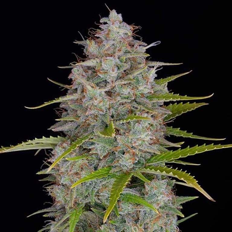 STRNG Seeds Orange Fuel - Weed.com