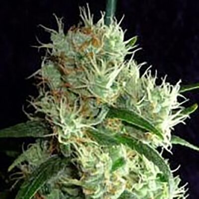 STRNG Seeds Outer Space - Weed.com