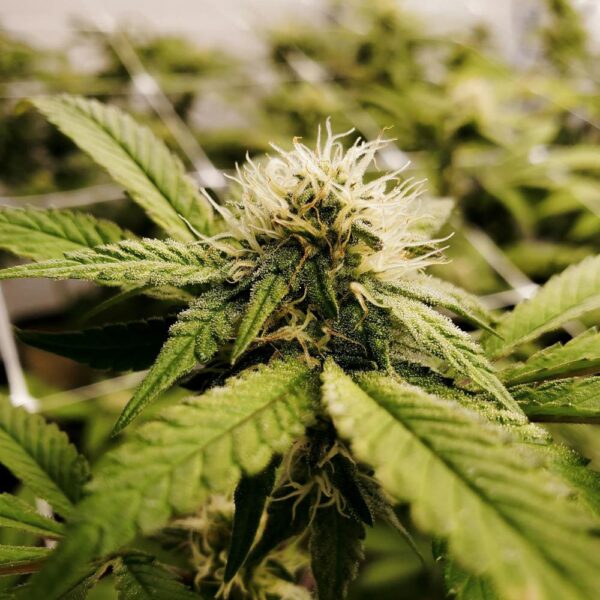 STRNG Seeds Pineapple Express x Super Lemon Haze Platinum Line - Weed.com