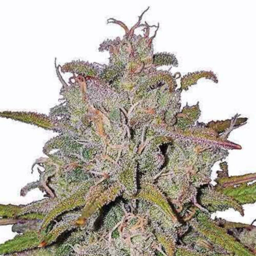 STRNG Seeds Runtz - Weed.com