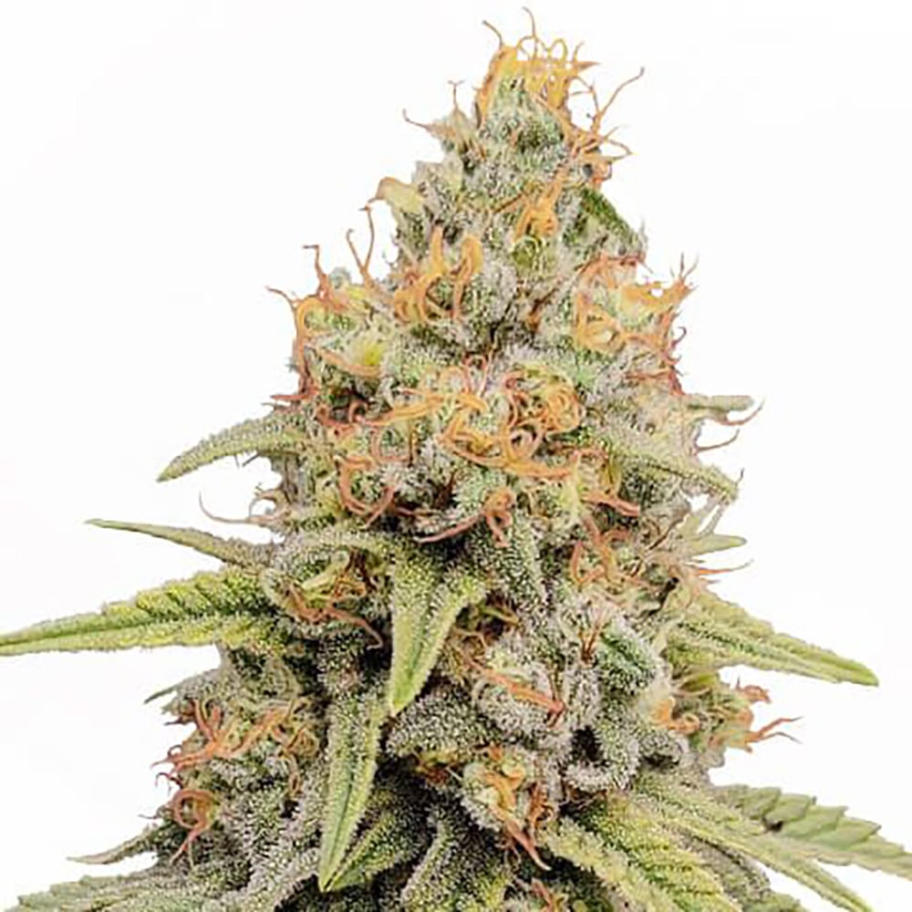 STRNG Seeds Strawberry Kush Auto - Weed.com