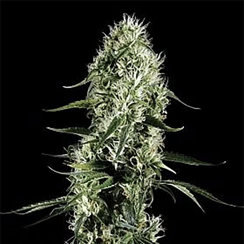 STRNG Seeds Super Silver Haze - Weed.com