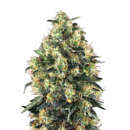 STRNG Seeds Super Skunk - Weed.com