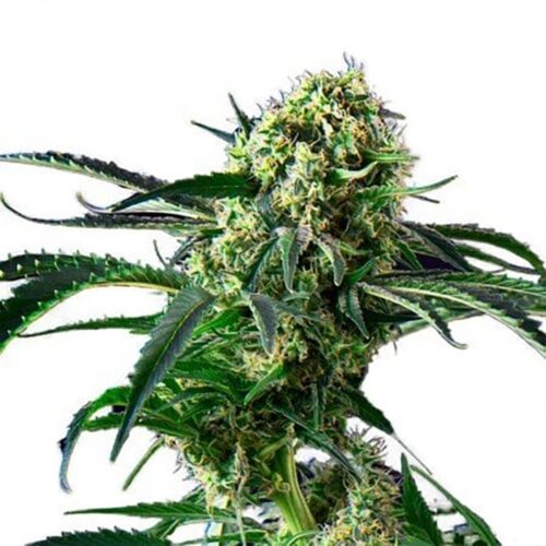 STRNG Seeds Wrecking Ball - Weed.com