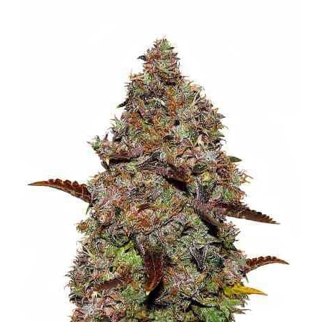 STRNG Seeds Gelato (THCA) - Weed.com