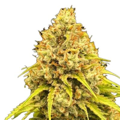 STRNG Seeds Super Lemon Haze (THCA) - Weed.com