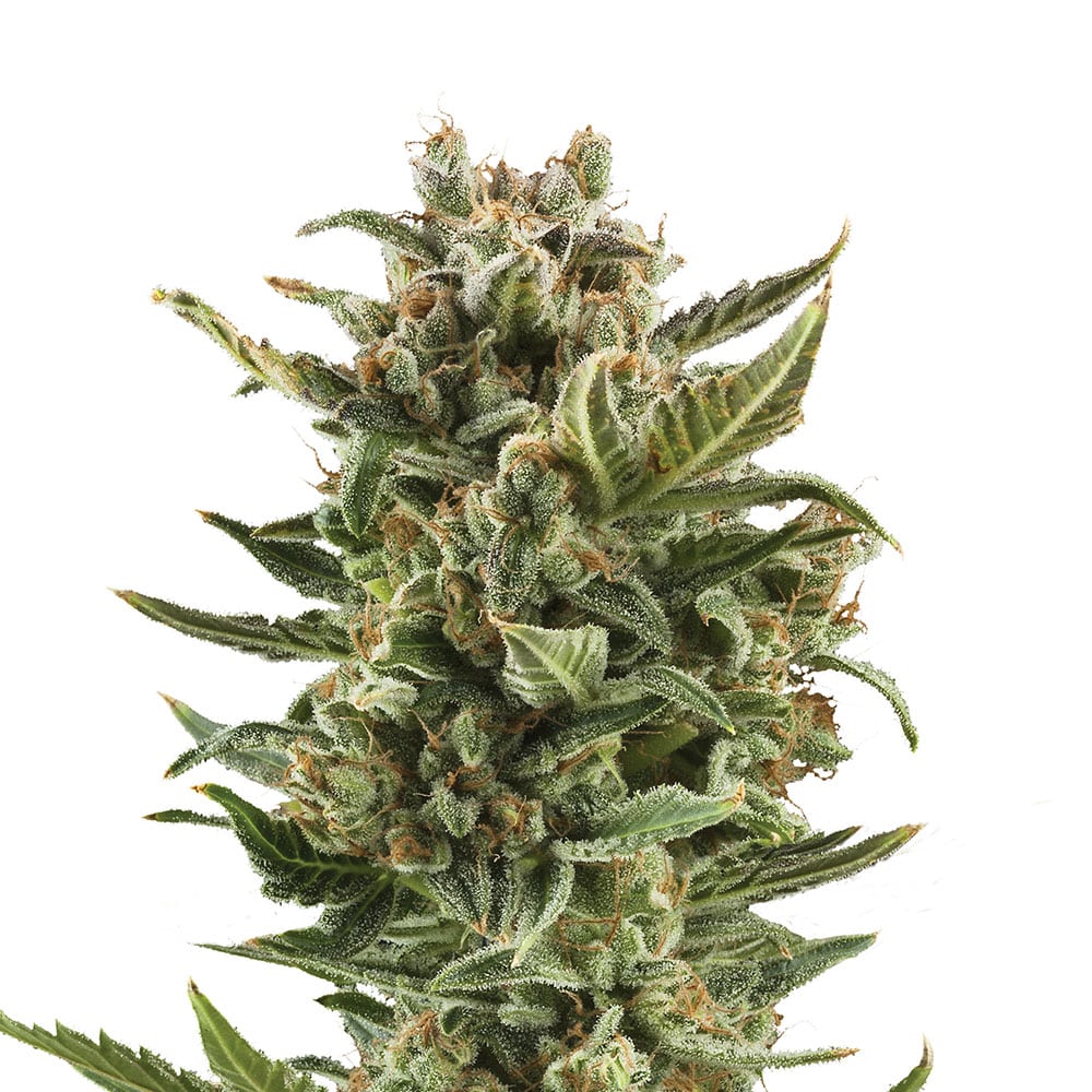 STRNG Seeds White Widow - Weed.com